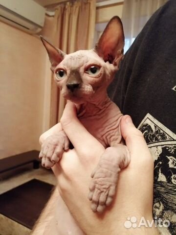 Котята 3 мес