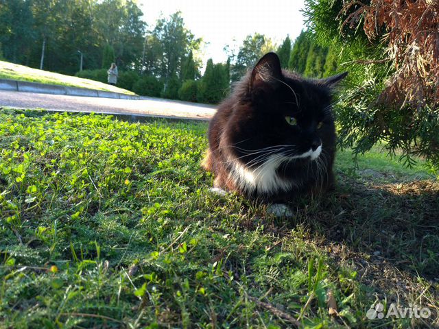 Норвежская лесная