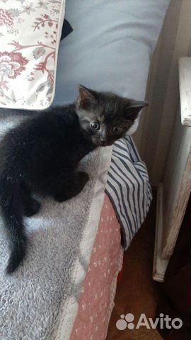 Котенок 1.5 мес