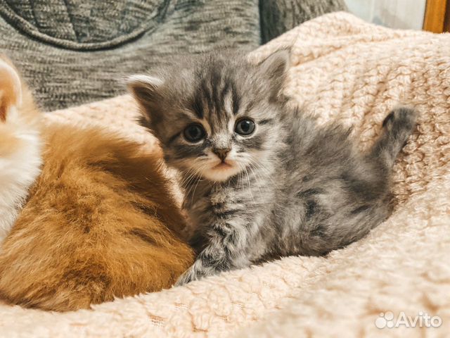 Умные котята ищут хозяина