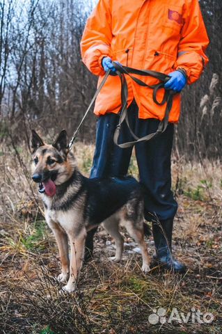 Хорошенькая и очень игривая маленькая собачка