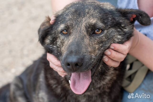 Масяня в дар