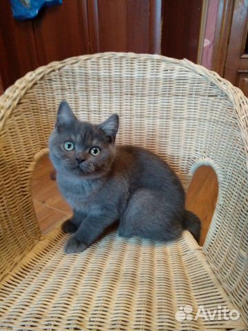 Британские котики