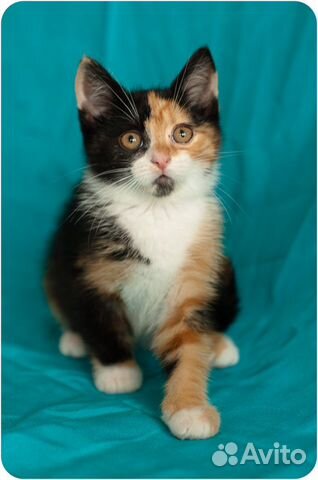 Детки ласковые