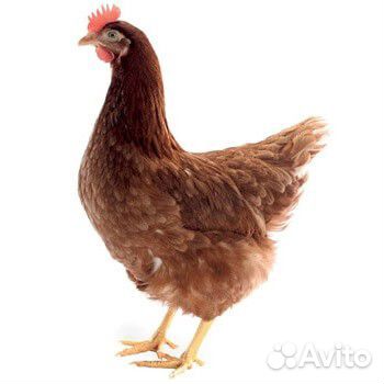 Куры и петух бесплатно