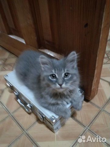 Котёнок мальчик