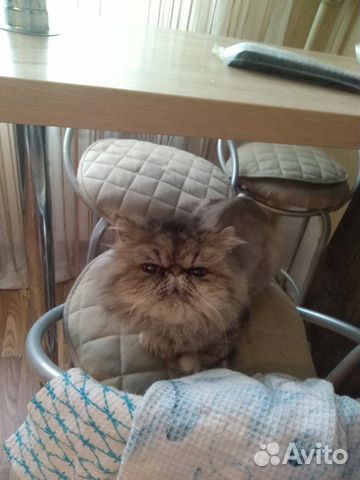 Отдам в заботливые руки
