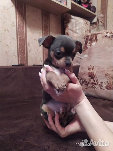 Щенки Чихуахуа