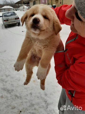 В добрые руки. Супер щенки, охранники, все мальчик