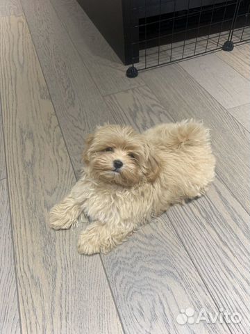 Продам щенка Мальтипу девочка