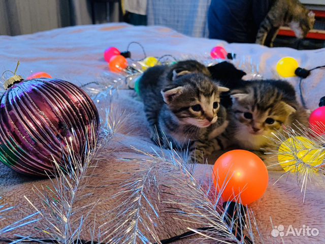 Котята - тигрята