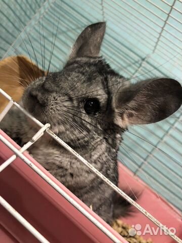 Шиншилла + клетка