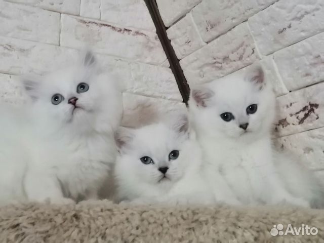 Британская серебристая шиншила