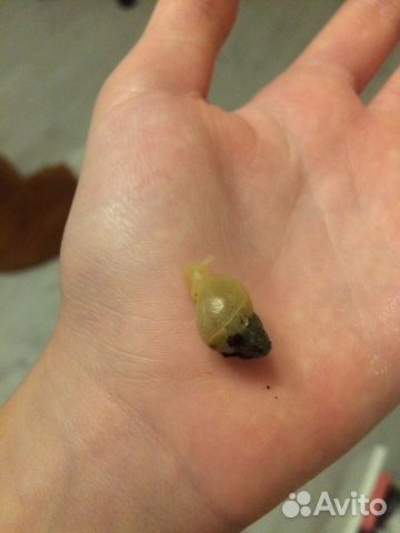 Ахатинские улитки