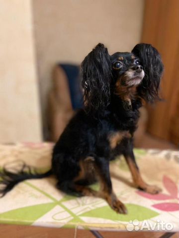 Домашний щенок породистый отдается