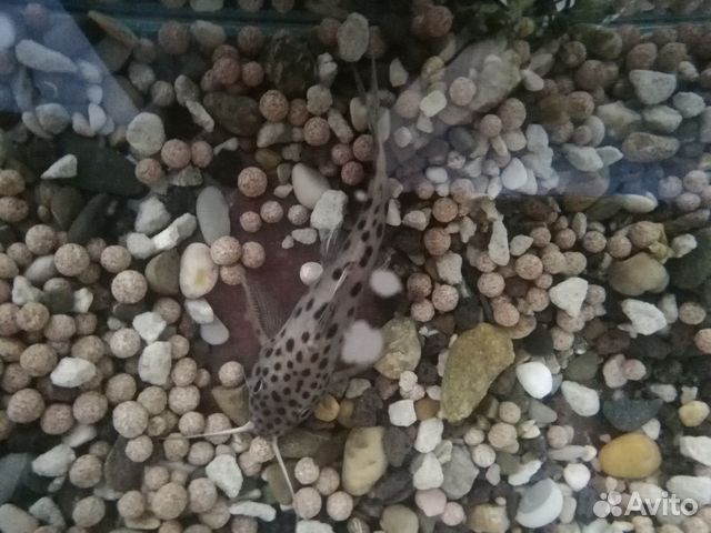 Сом-кукушка, синодонтис