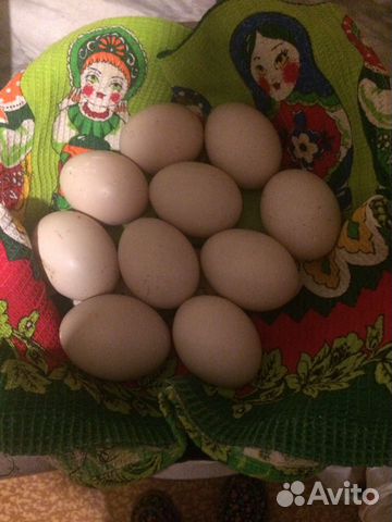 Яйца инкубационные индоутиные