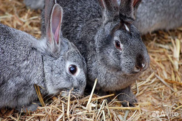Продаются кролики мясом или живым весом