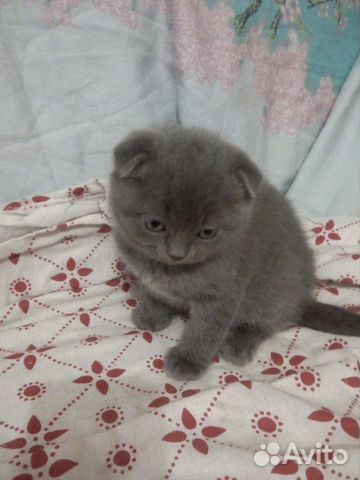 Плюшевый комочек