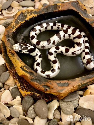 Королевская змея