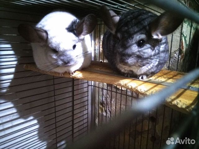 Шиншила семья с клеткой