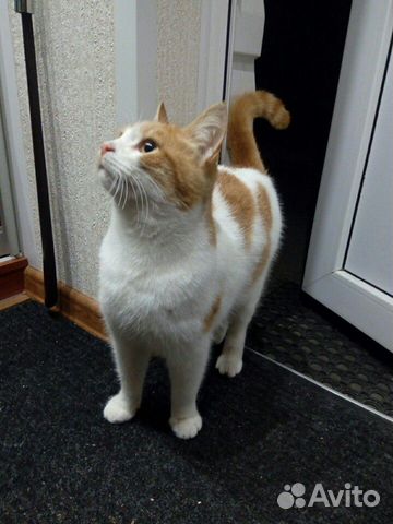 Котик бесплатно в добрые руки