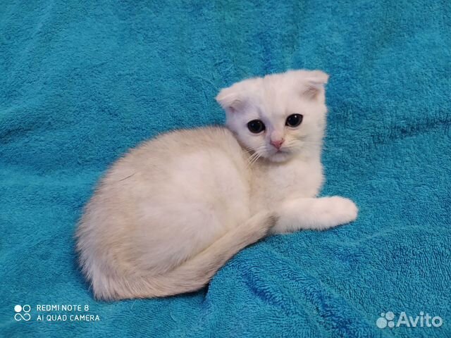 Котенок, мальчик, 2 месяца, приучен к лоточек с на