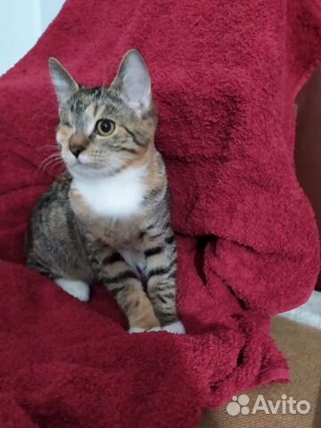 Отдам необычную кошечку в добрые руки