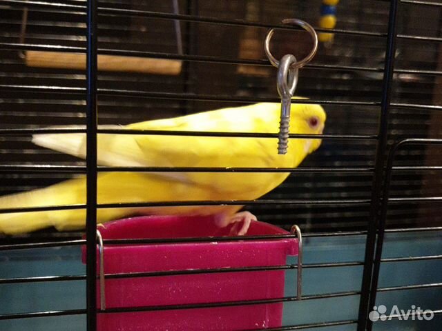 Попугайчик