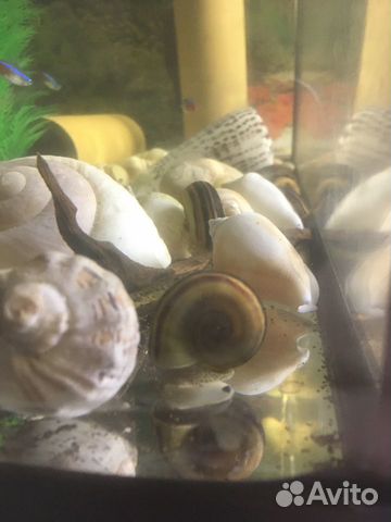 Улитка Мариза