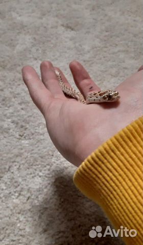 Свиноносый уж