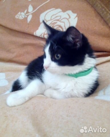 Ищем хозяина для котенка