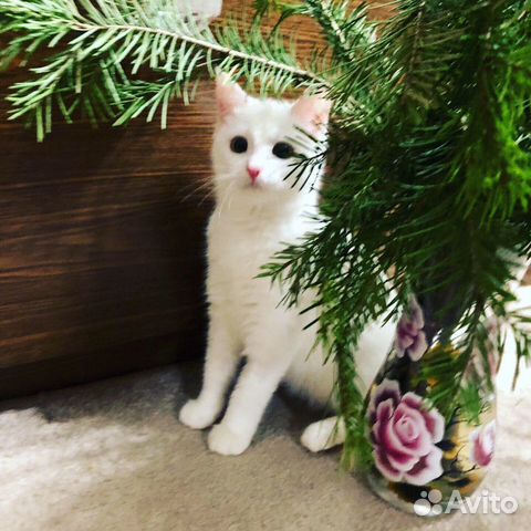 Снежинка ищет дом