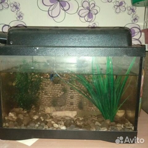 Аквариум