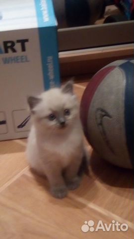 Очаровательная кошечка