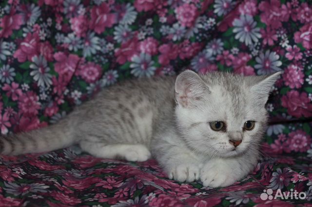 Котик, шубка в горошек