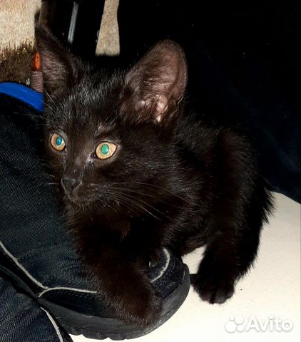 Котенок в добрые руки(девочка)