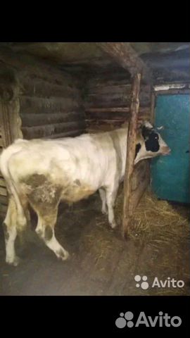 Продам бычков