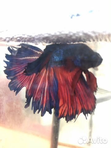 Рыба петушок аквариумный или сиамский
