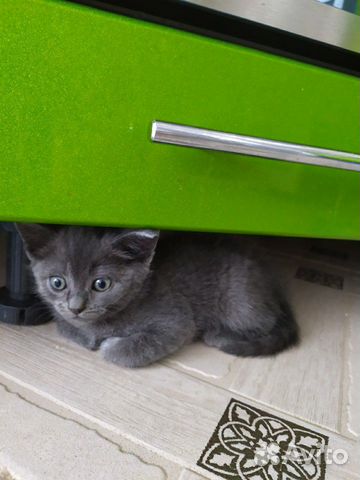 Британские котята