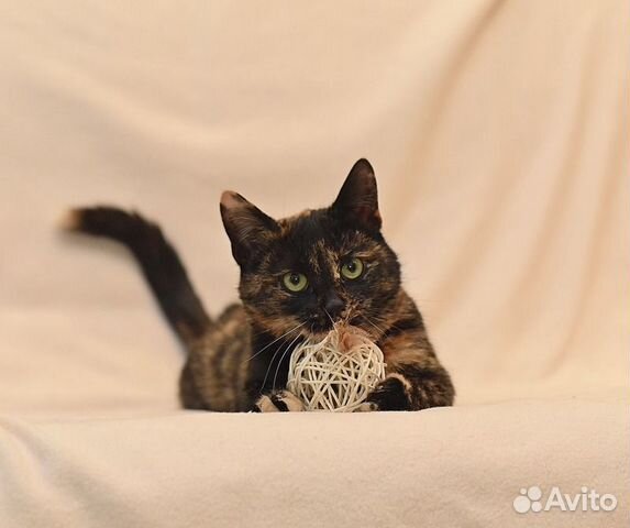 Две кошечки - сочные ягодки в добрые руки