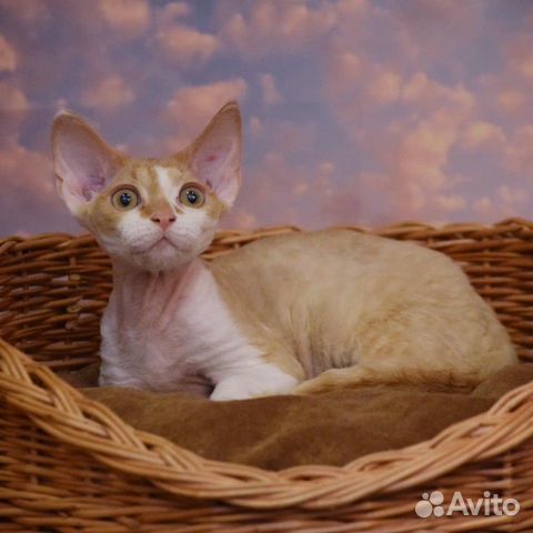 Каракулевые девончики