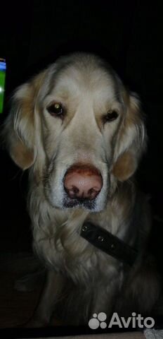 Собака в хорошие руки