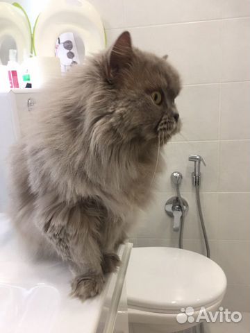 Кошка Британка Длинношерстная