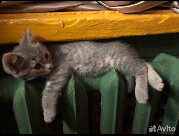 Элегантный котёнок девочка