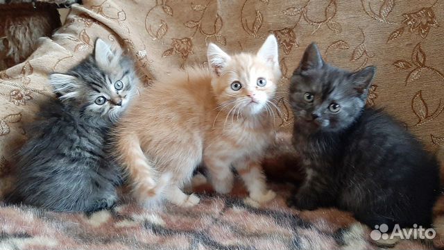 Британские короткошерстные и длинношерстные котята