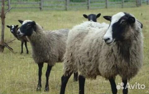Баран производитель