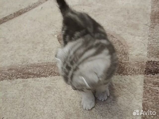 Котёнок вислоухий Шотландский мрамор на серебре