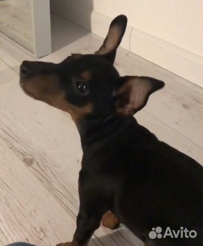 Цвергпинчер