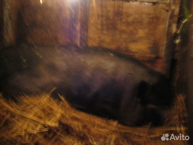 Вьетнамские свини и порсята